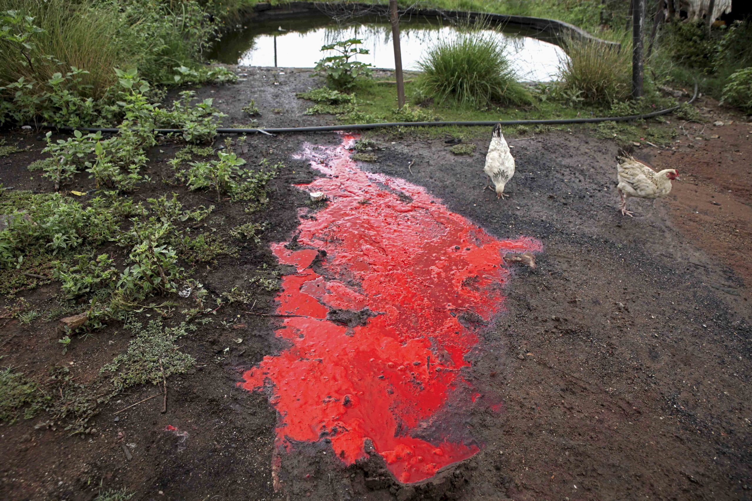 KHOMO E KOPANYA LICHABA - PhotoForm Africa